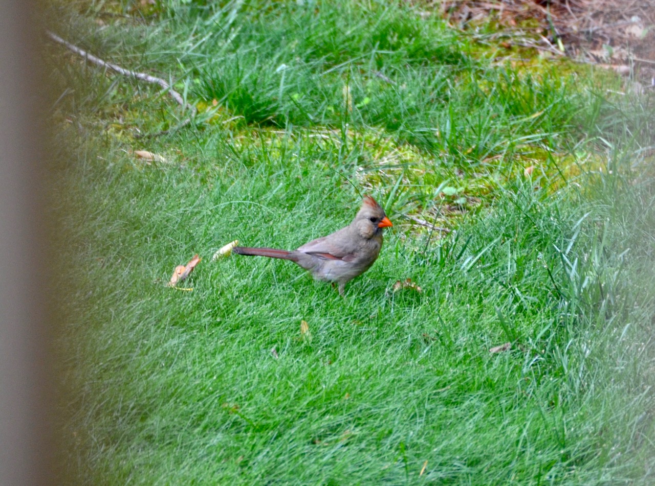 This One Is A Female Cardinal Rajib Roy This One Is A Female Cardinal Rajib Roy