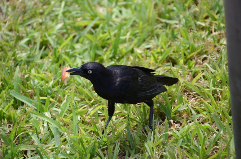 Completely fearless bird – Rajib Roy